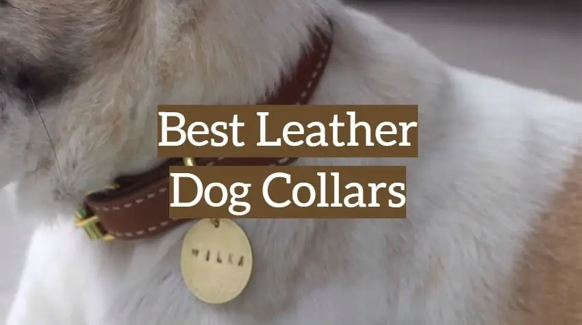 Top 10 Best Leather Dog Collars & Leashes [2020 Reviews] - Leather Toolkits