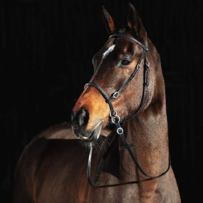 Top 5 Best Bitless Bridles for a Horse in 2025 - Leather Toolkits