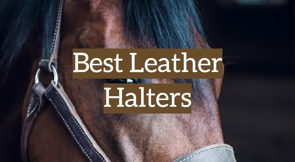 Top 5 Best Leather Halters [2021 Reviews] - Leather Toolkits
